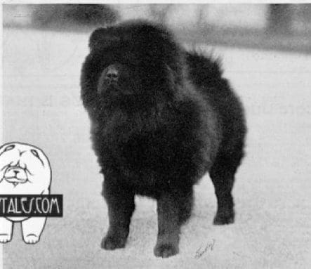 MODEL FOR 1941 CHOW STANDARD DISCOVERED - ChowTales